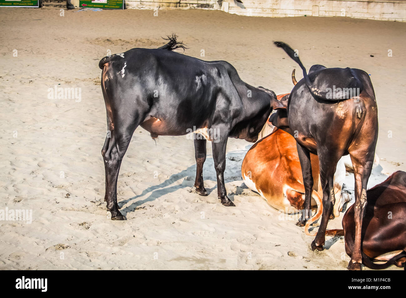 Closeup of cows roaming in India Stock Photo - Alamy