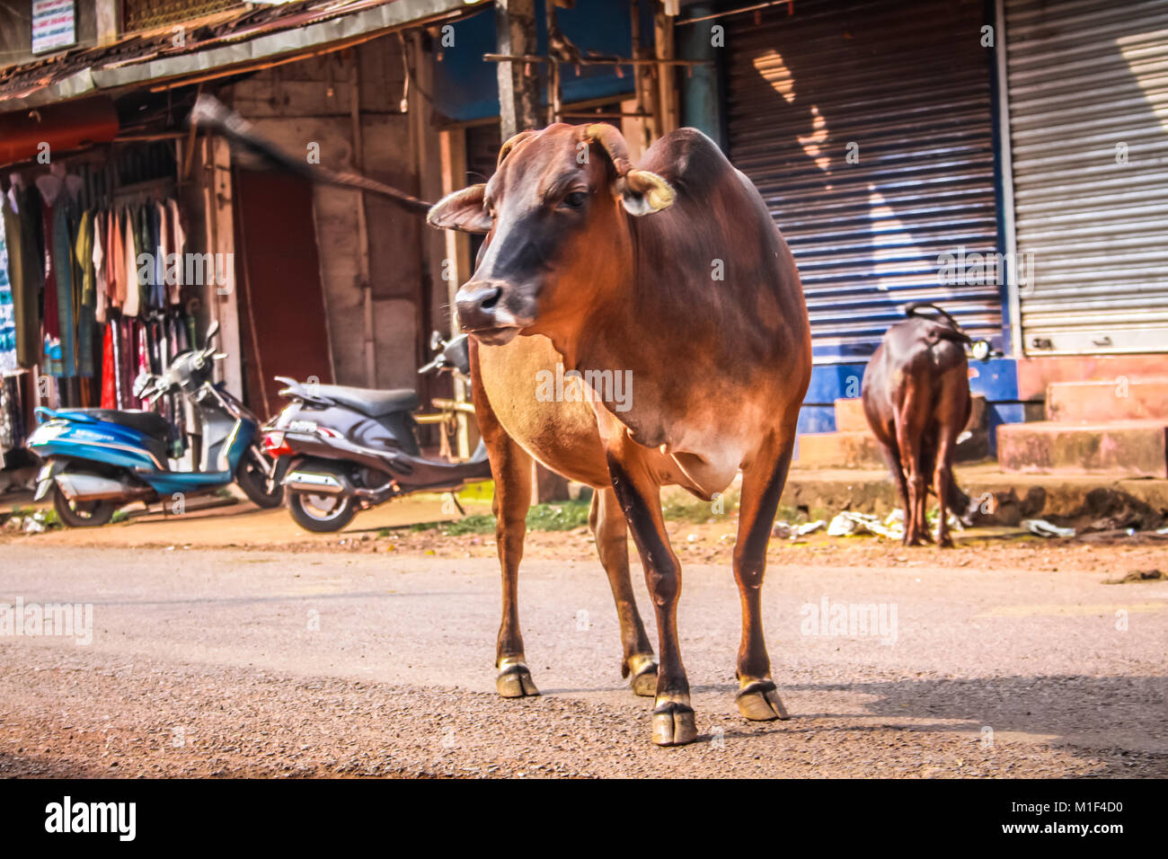 Closeup of cows roaming in India Stock Photo - Alamy
