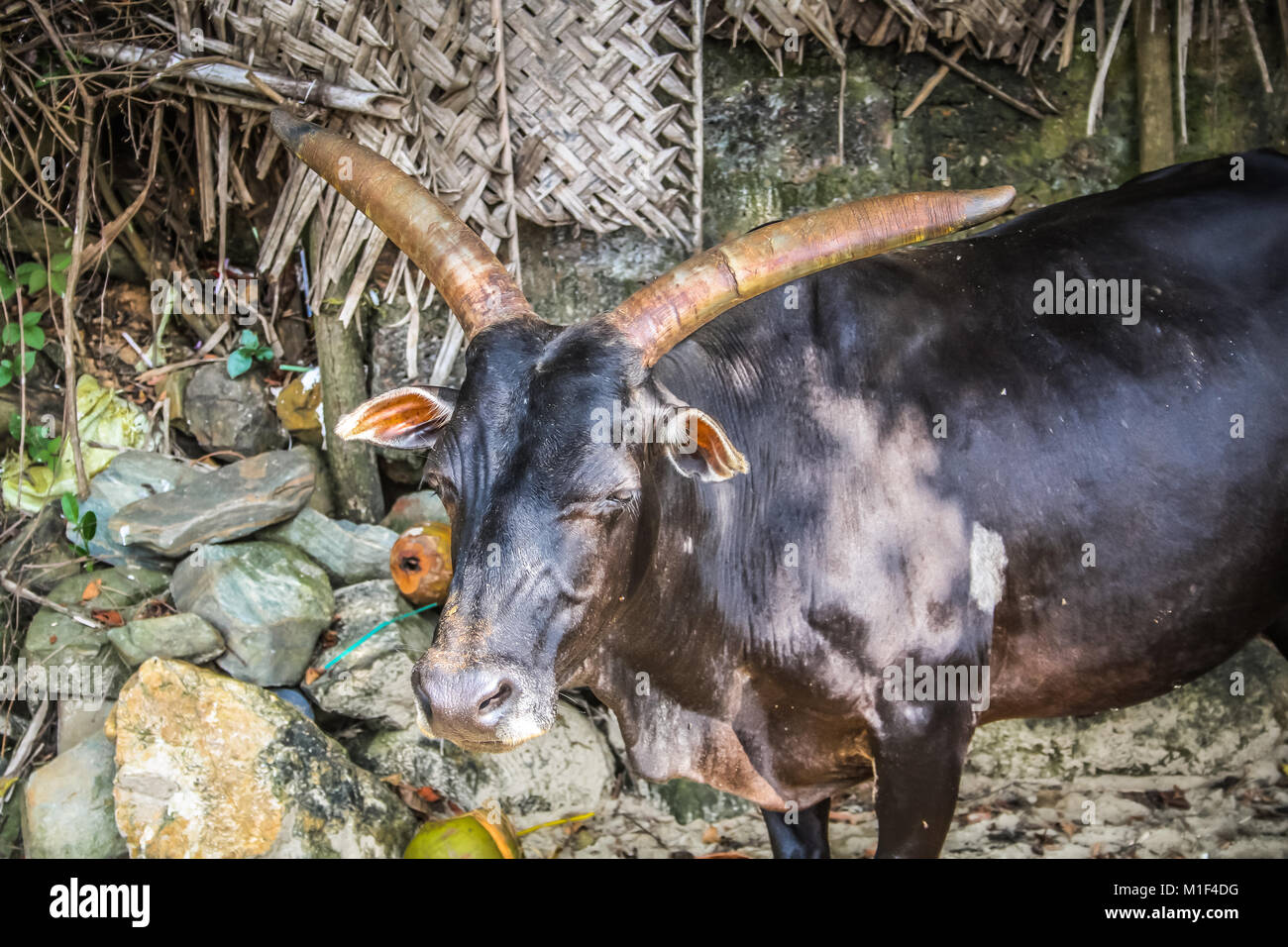 Closeup of cows roaming in India Stock Photo - Alamy