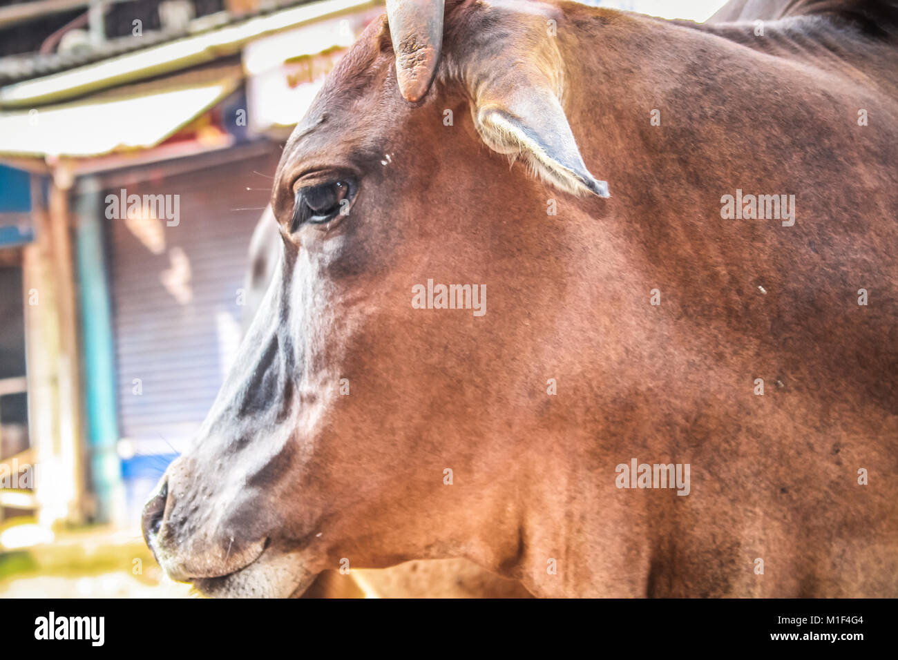 Closeup of cows roaming in India Stock Photo - Alamy