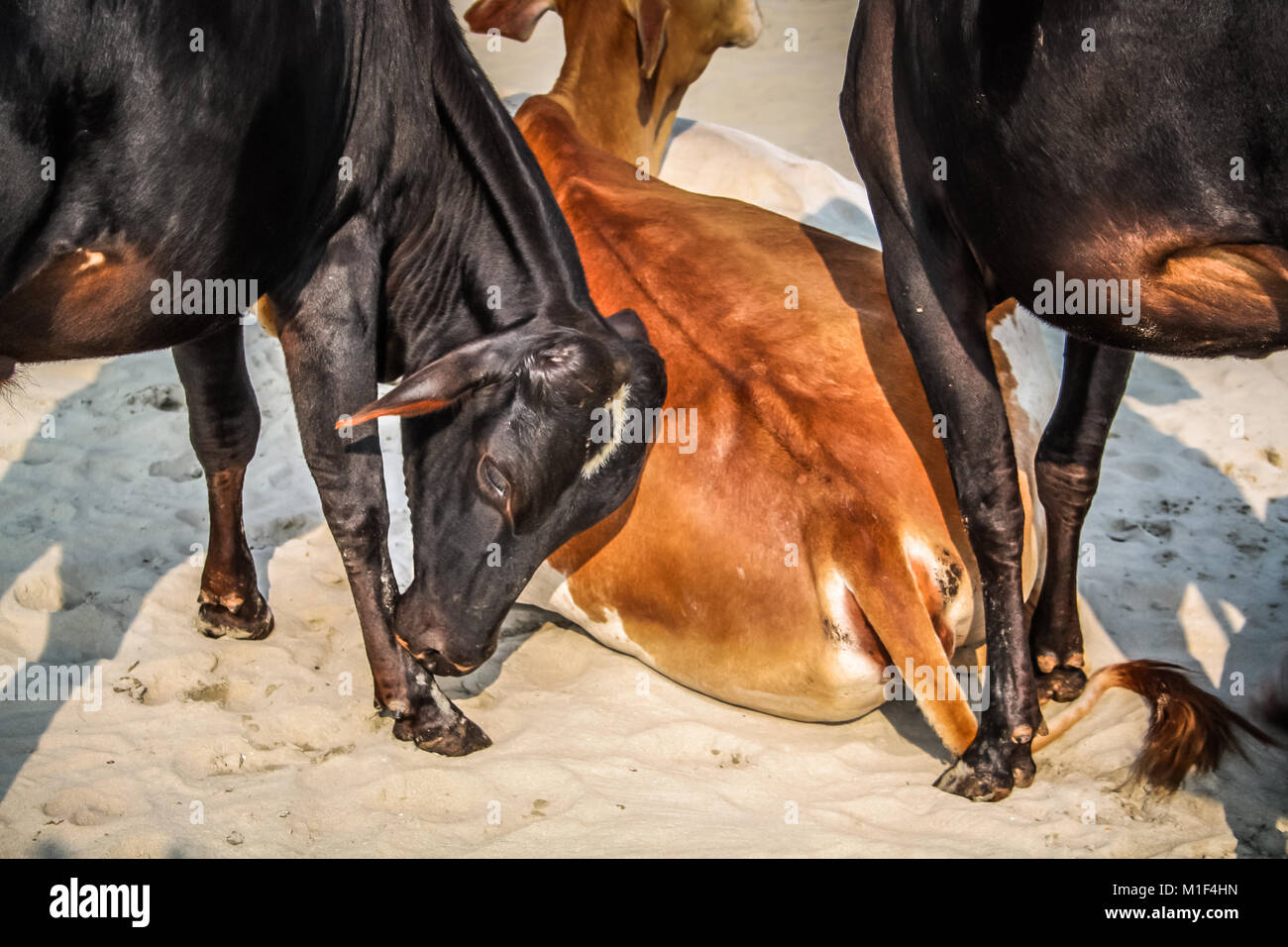 Closeup of cows roaming in India Stock Photo - Alamy
