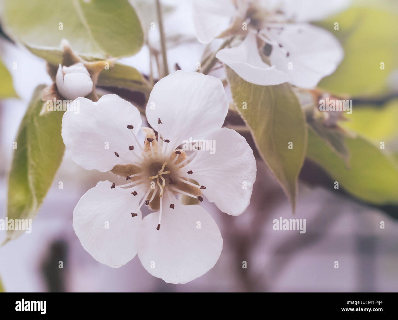 The pear tree with lots of pink and white flowers and buds in a green ...