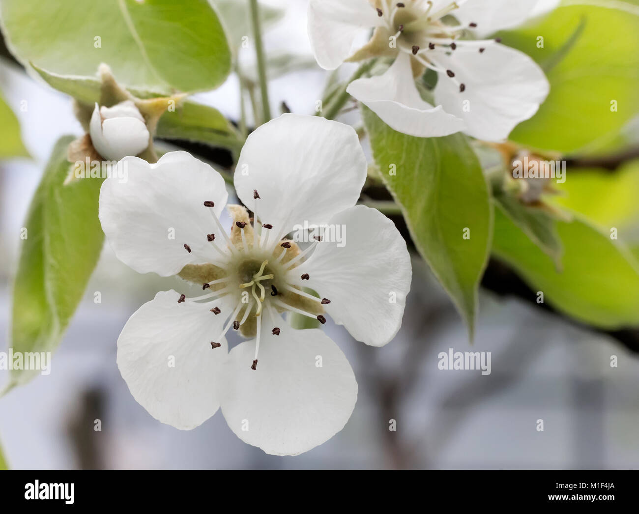 The pear tree with lots of pink and white flowers and buds in a green ...