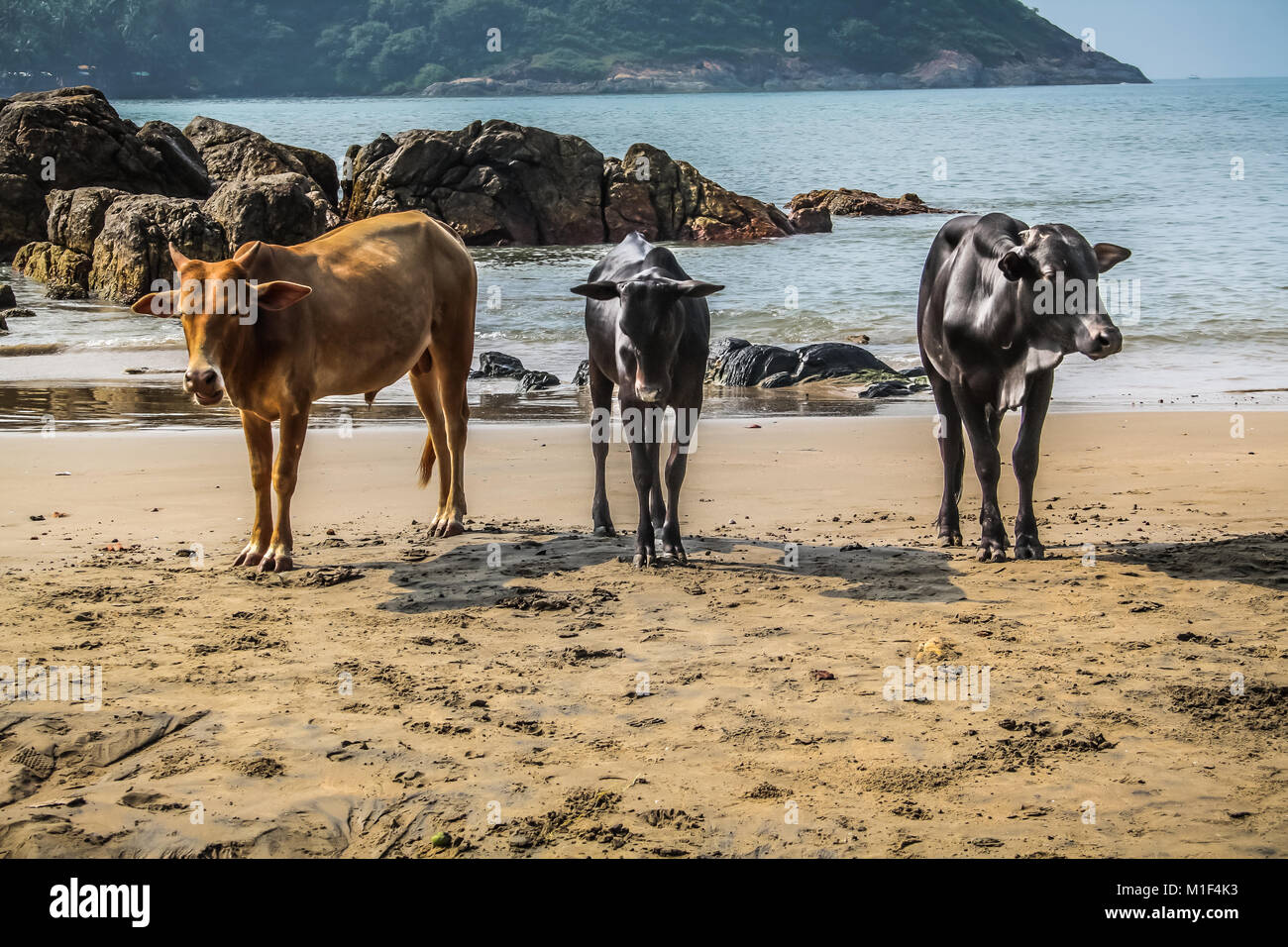 Closeup of cows roaming in India Stock Photo - Alamy