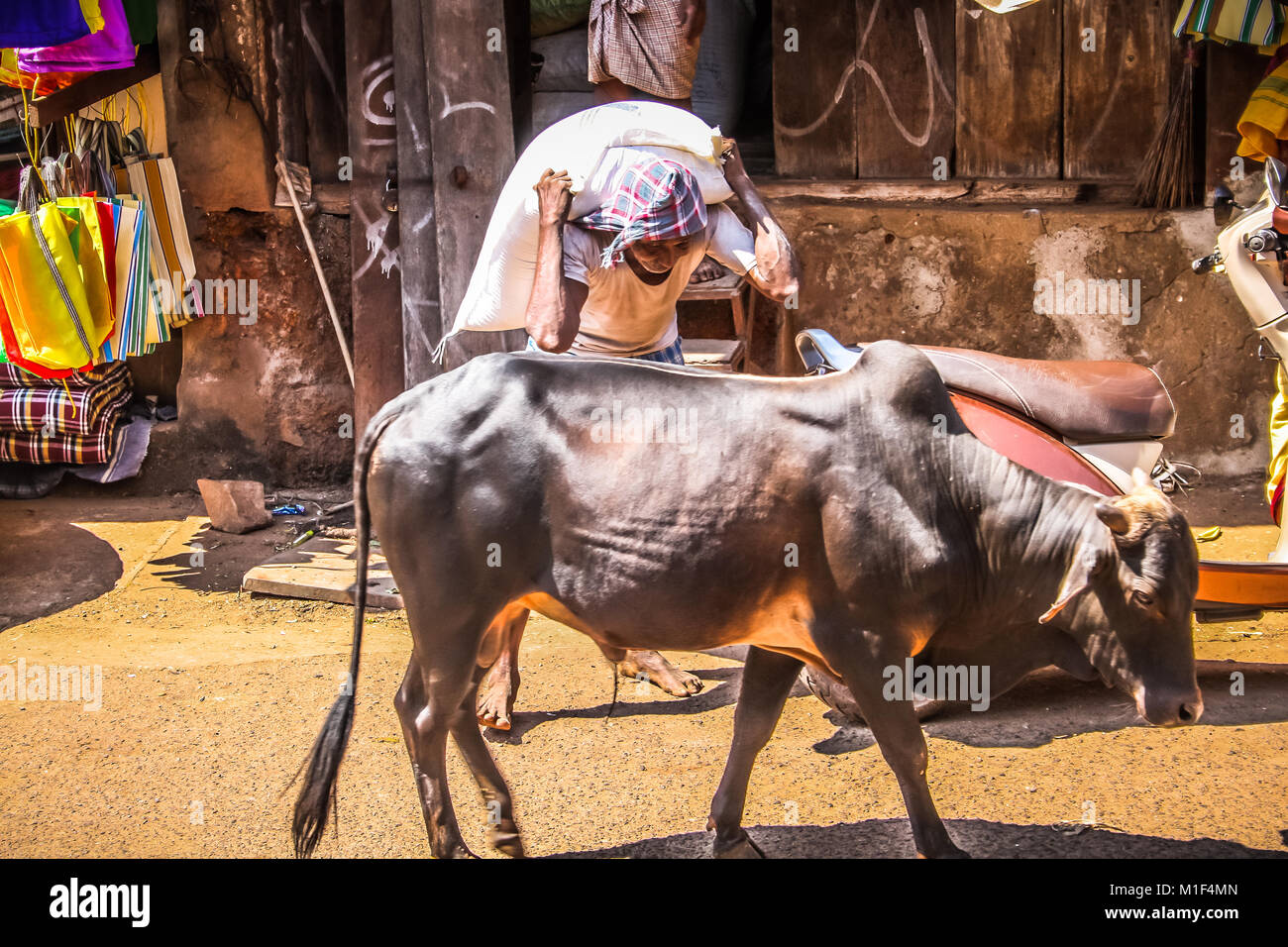 Closeup of cows roaming in India Stock Photo - Alamy