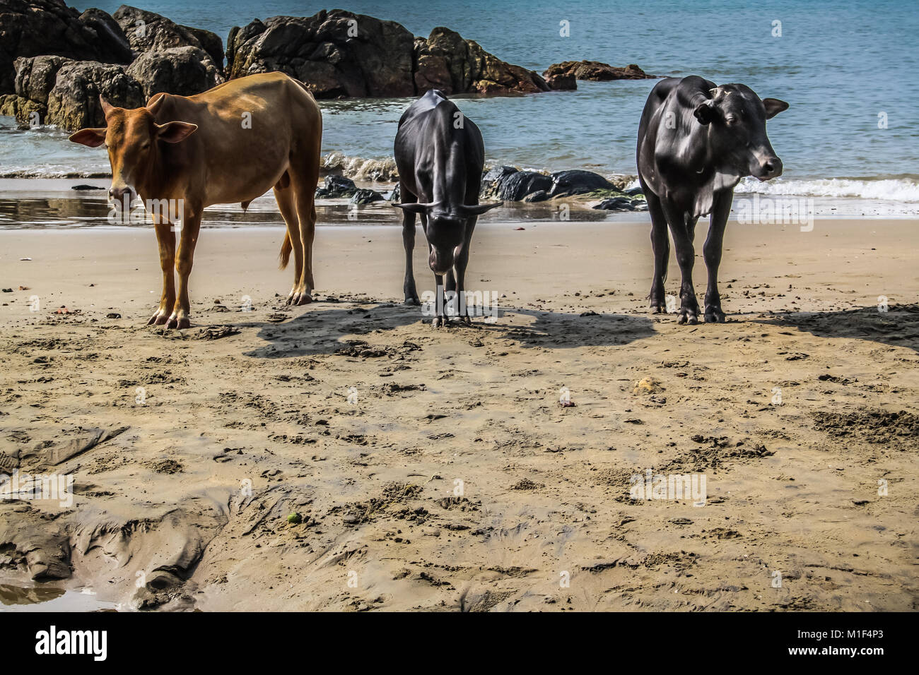 Closeup of cows roaming in India Stock Photo - Alamy