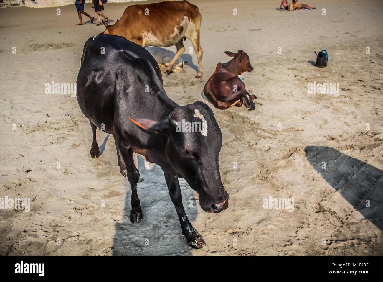 Closeup of cows roaming in India Stock Photo - Alamy