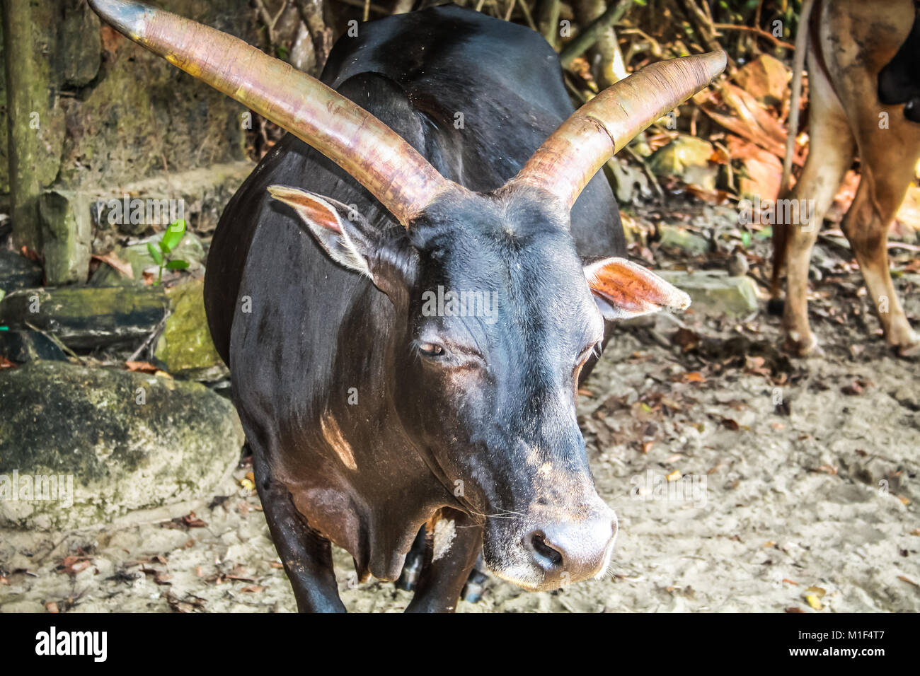 Closeup of cows roaming in India Stock Photo - Alamy