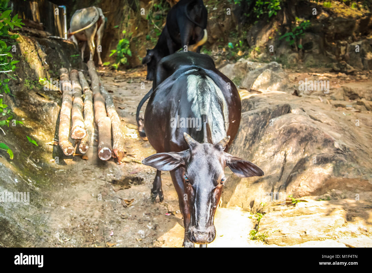 Closeup of cows roaming in India Stock Photo - Alamy