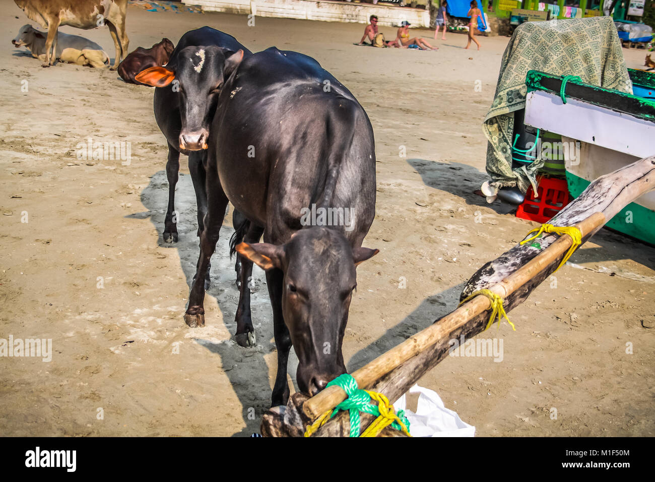 Closeup of cows roaming in India Stock Photo - Alamy