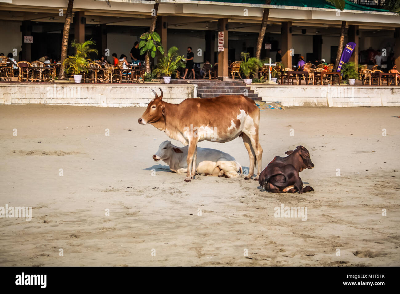 Closeup of cows roaming in India Stock Photo - Alamy
