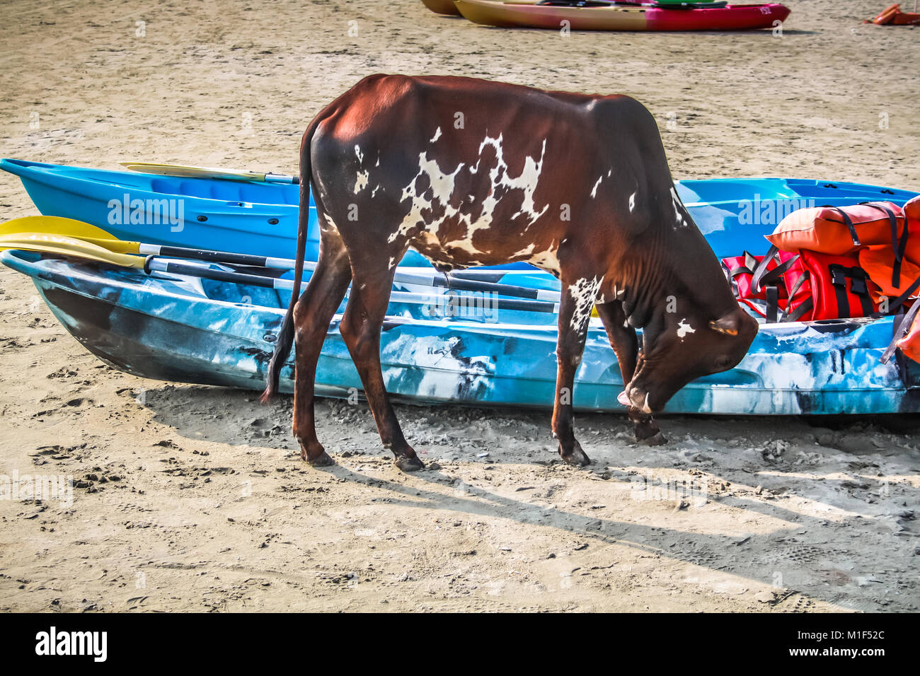 Closeup of cows roaming in India Stock Photo - Alamy