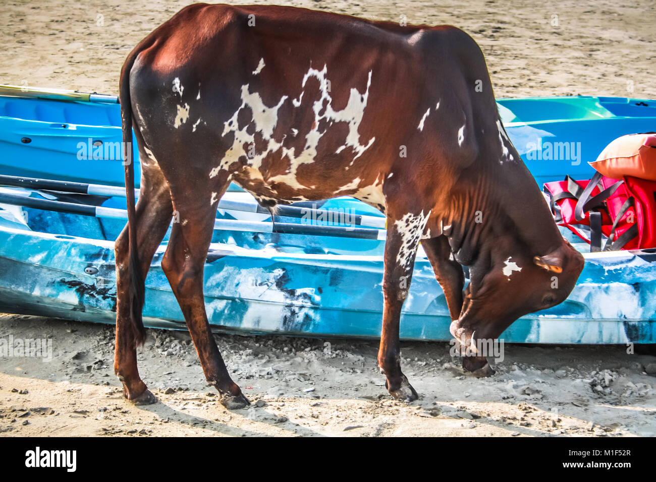 Closeup of cows roaming in India Stock Photo - Alamy