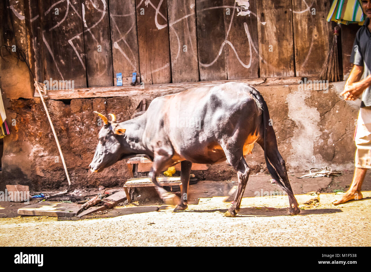Closeup of cows roaming in India Stock Photo - Alamy