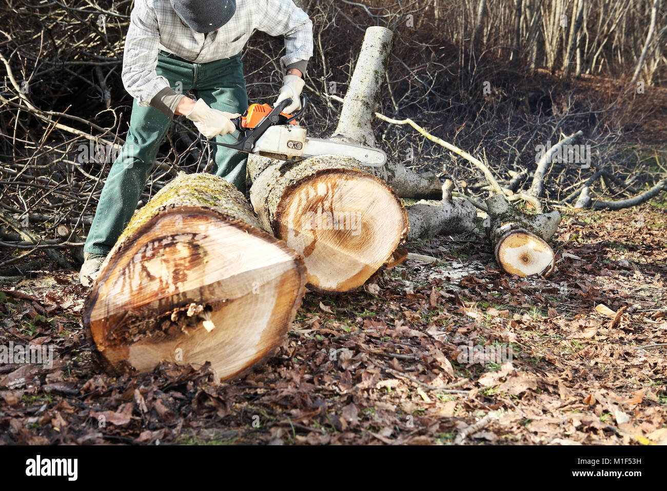 Lumberjack using chainsaw cutting big tree during the autumn Stock ...