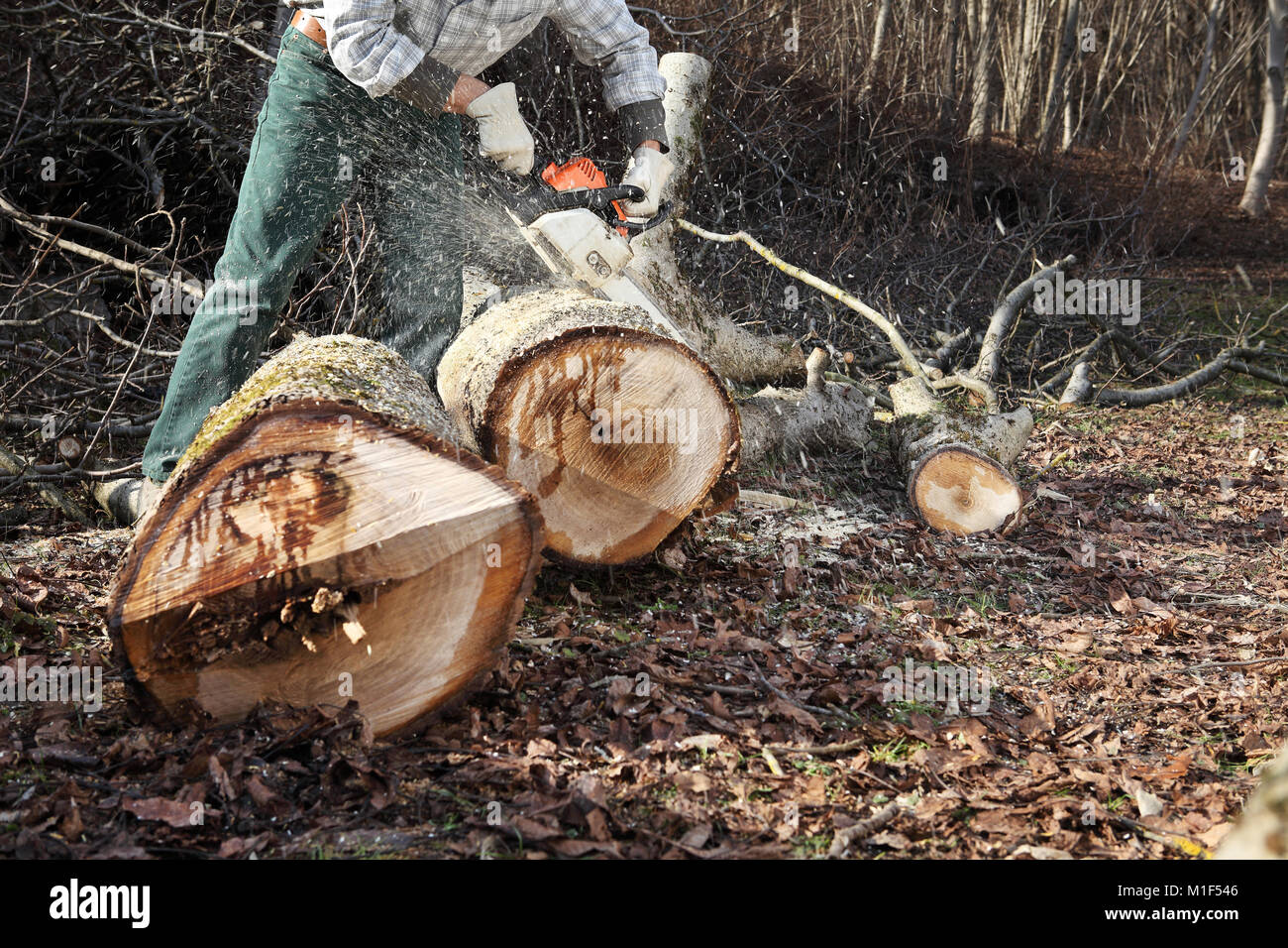 Lumberjack using chainsaw cutting big tree during the autumn Stock ...