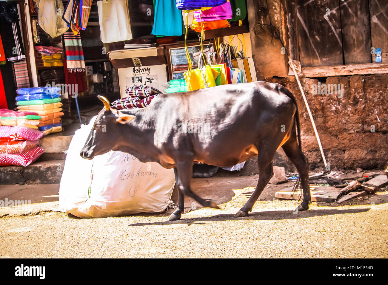 Closeup of cows roaming in India Stock Photo - Alamy