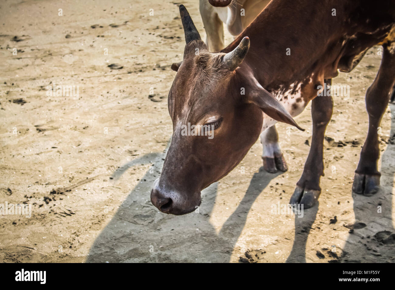 Closeup of cows roaming in India Stock Photo - Alamy