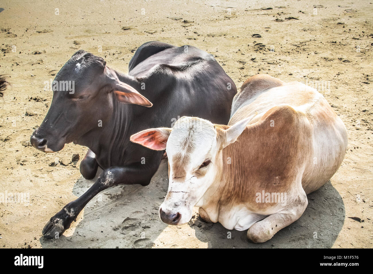 Closeup of cows roaming in India Stock Photo - Alamy
