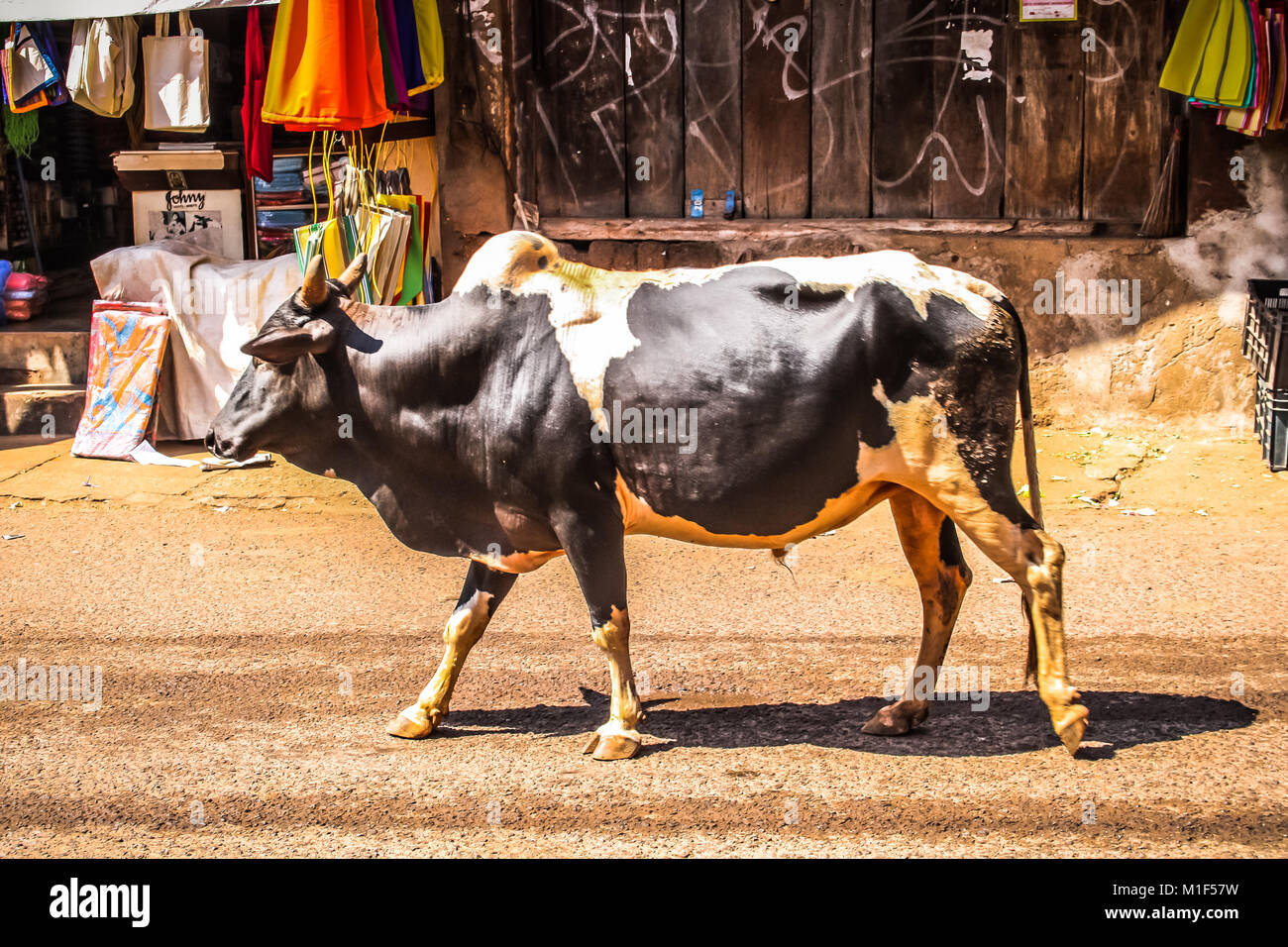 Closeup of cows roaming in India Stock Photo - Alamy
