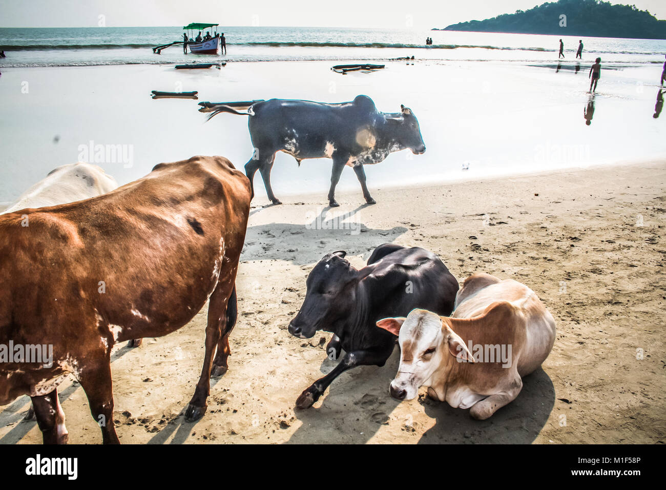 Closeup of cows roaming in India Stock Photo - Alamy