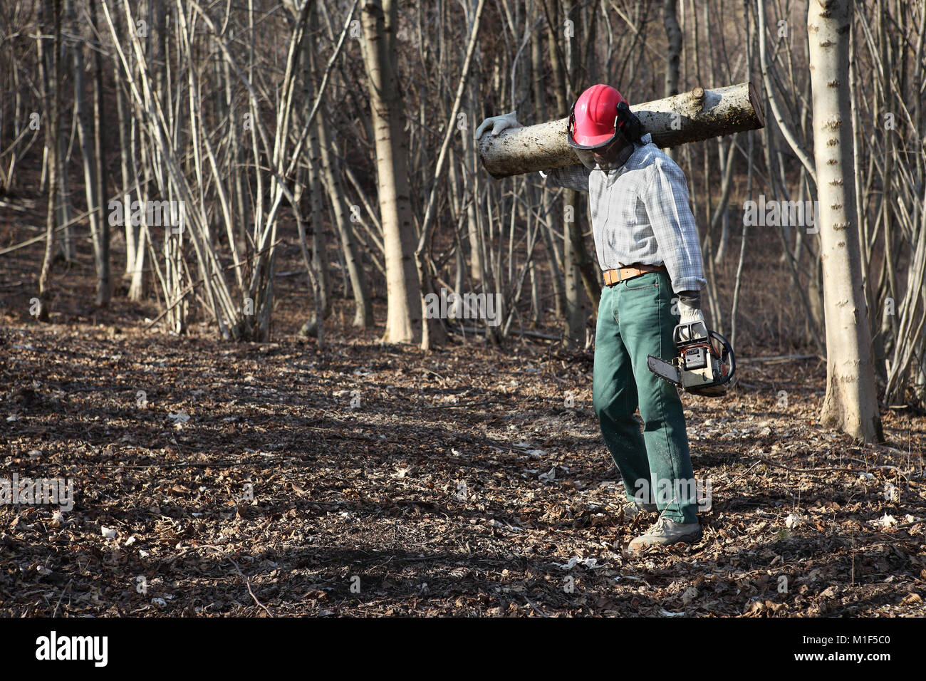 Lumberjack woodcutter with chainsaw carrying logs of big tree in the ...