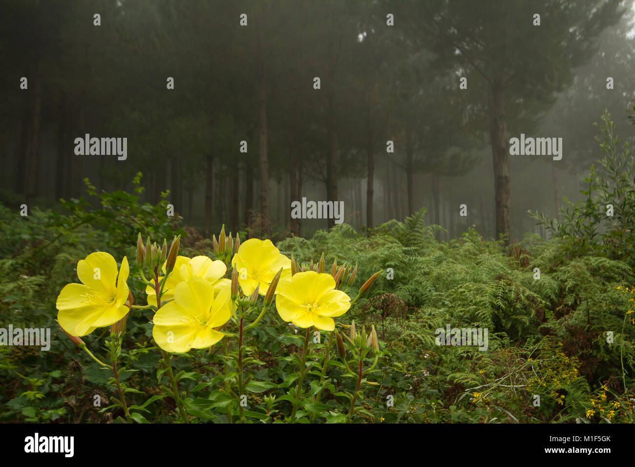 Hogsback South Africa Stock Photo - Alamy