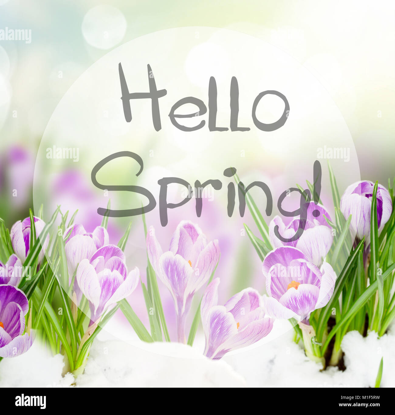 spring crocuses flowers under snow on garden bokeh background with ...