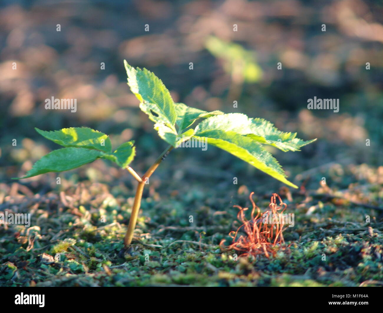 Ginseng plant, close up Stock Photo - Alamy