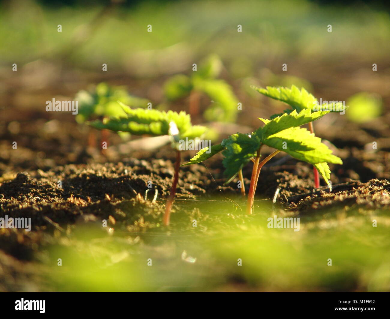Ginseng plant, close up Stock Photo - Alamy