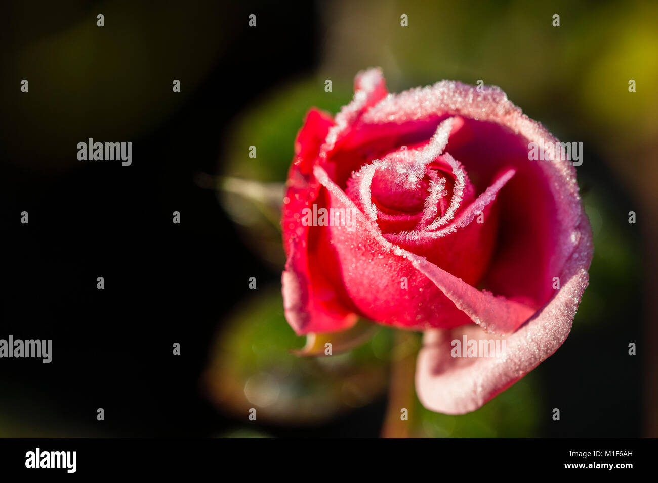 A pink riose edged with delicate winter frost, in a UK garden Stock ...