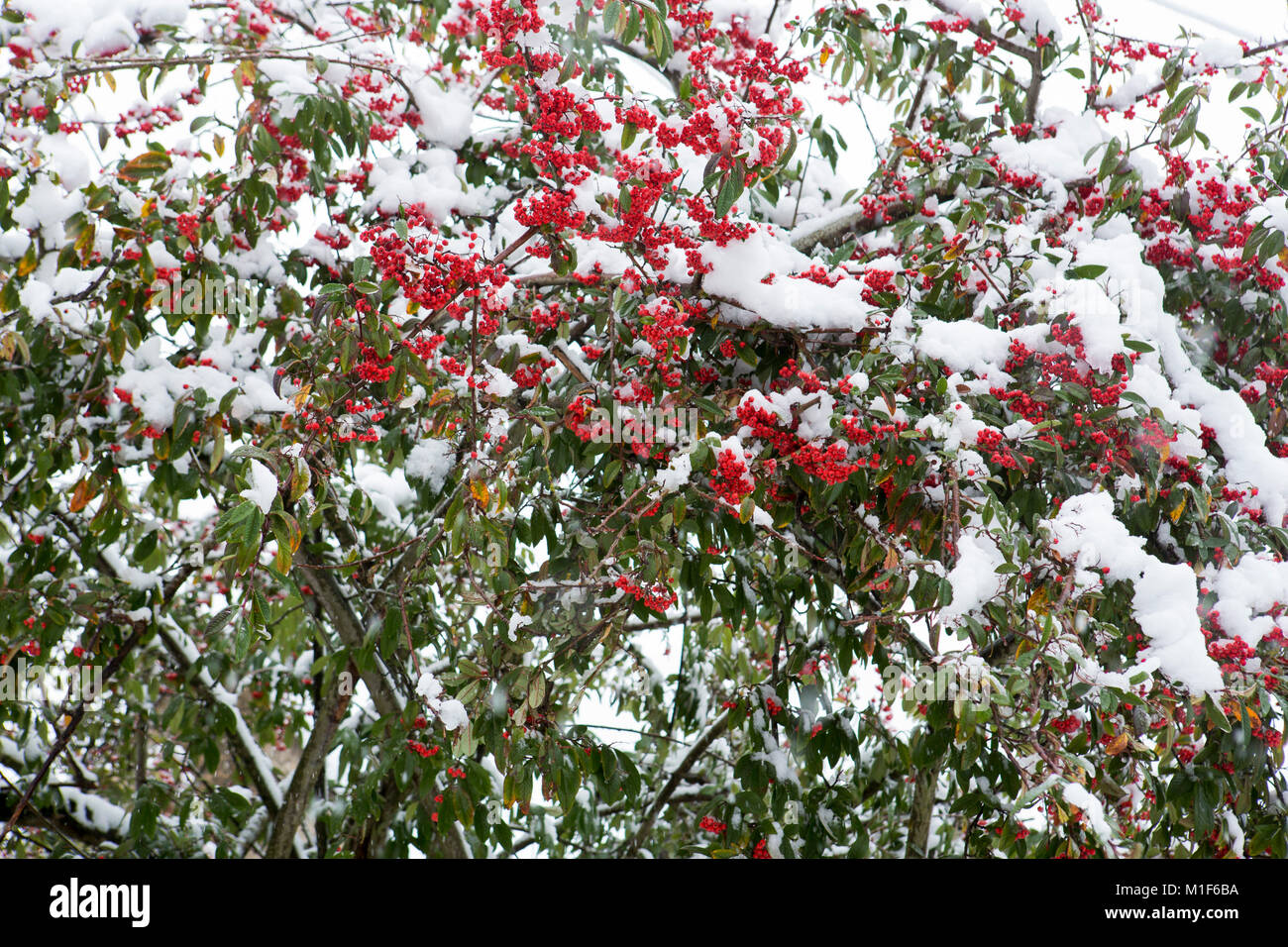 Snowy trees with red berries hi-res stock photography and images - Alamy