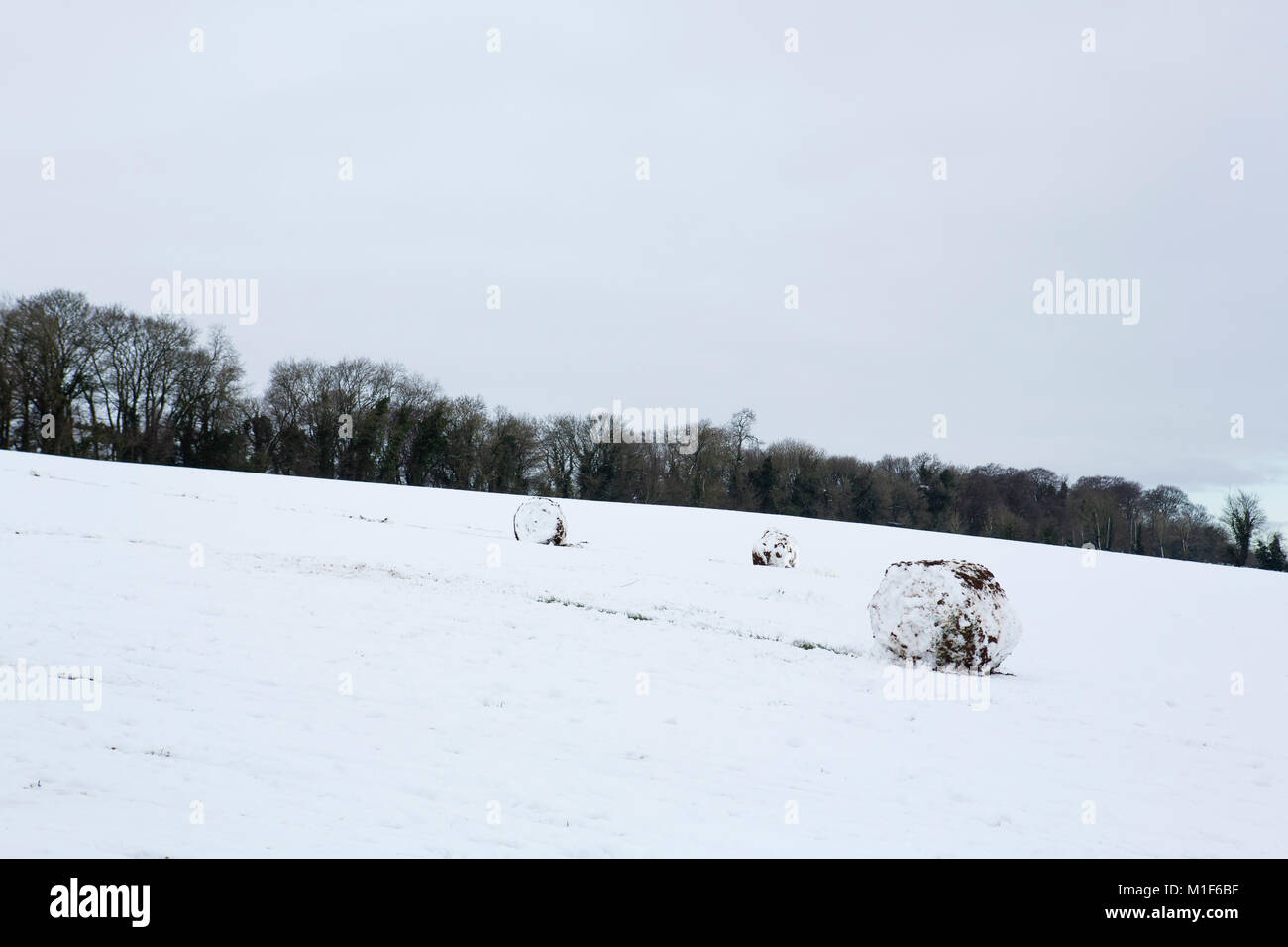 Large snowball in a farmer's field rolled down the slope and covered in ...