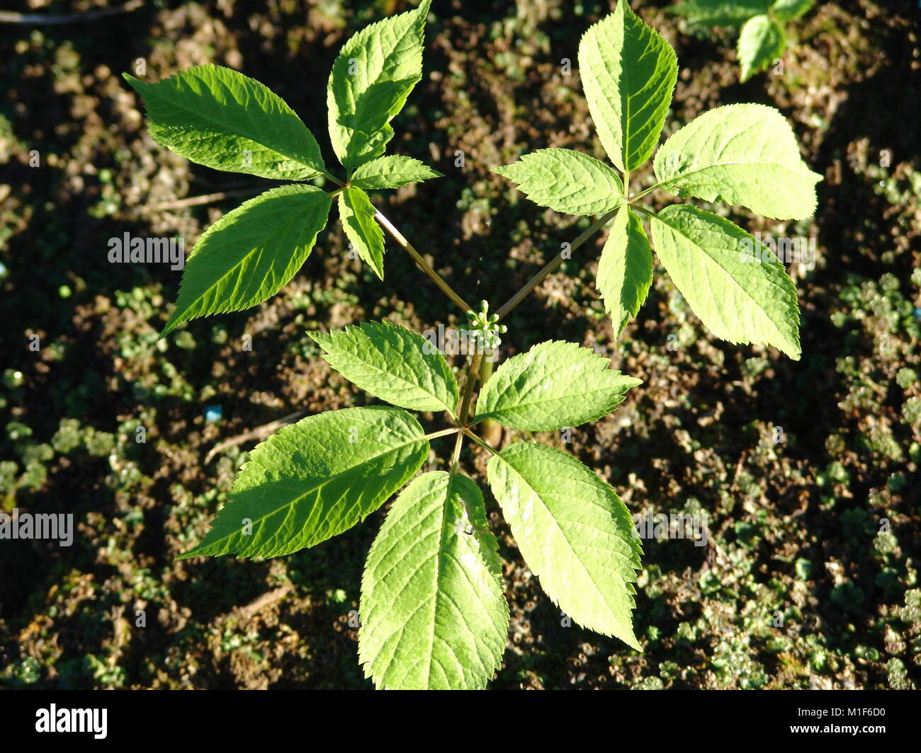 Ginseng plant, close up Stock Photo - Alamy