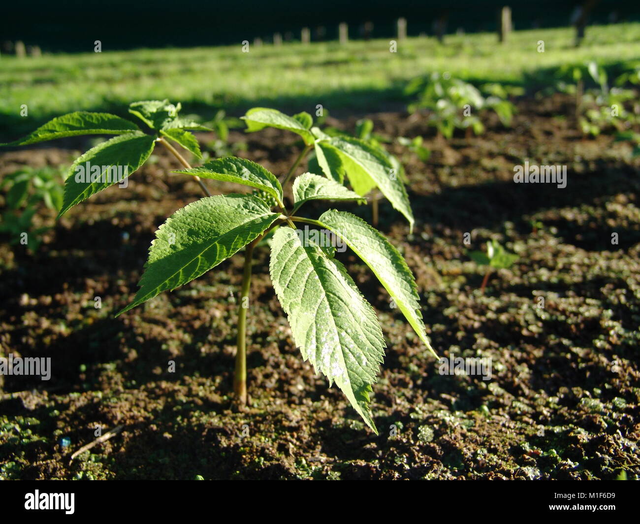 Ginseng plant, close up Stock Photo - Alamy