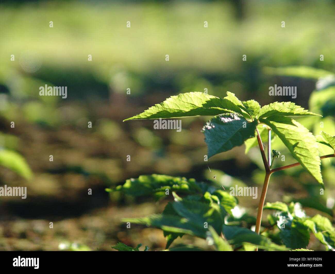 Ginseng plant, close up Stock Photo - Alamy
