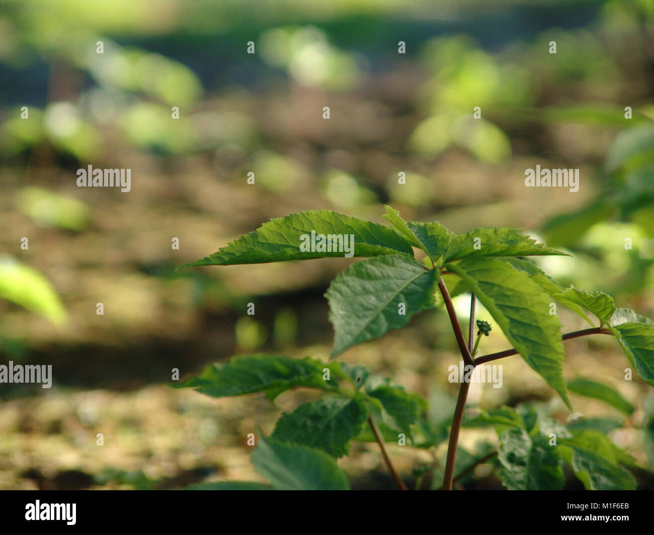 Ginseng plant, close up Stock Photo - Alamy
