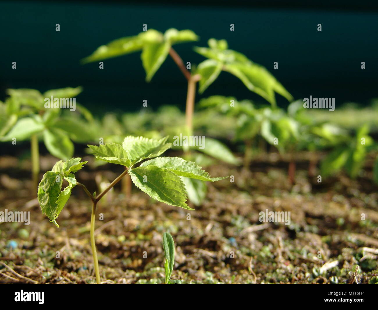 Ginseng plant, close up Stock Photo - Alamy