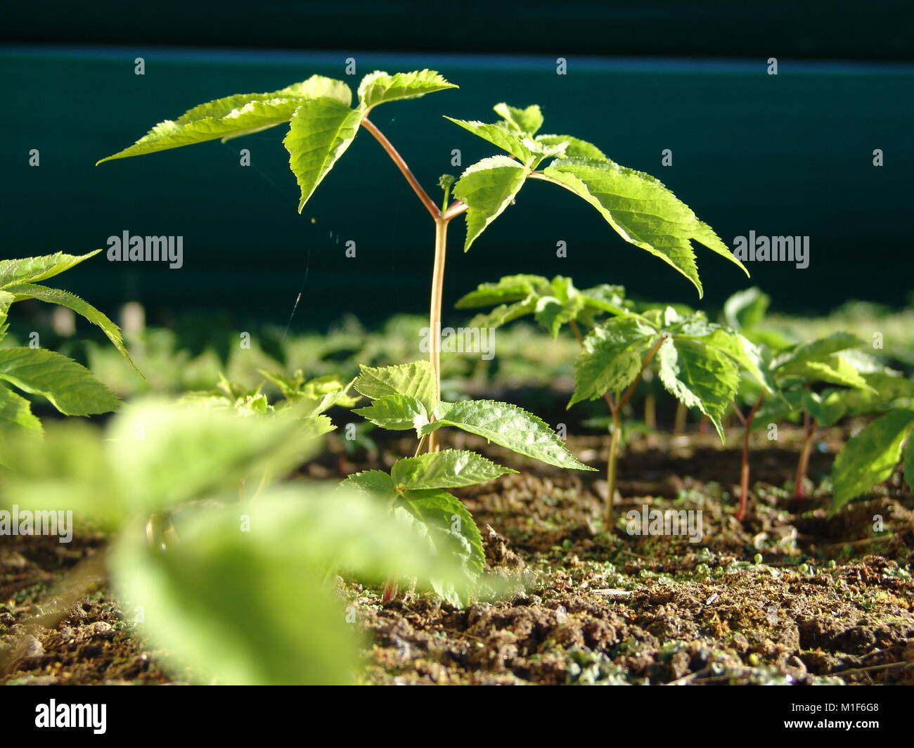 Ginseng plant, close up Stock Photo - Alamy