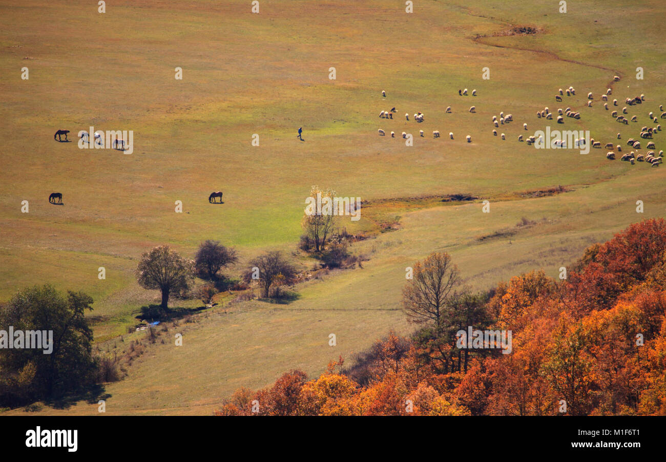 pastoral autumn meadows with horses and sheep flock Stock Photo - Alamy