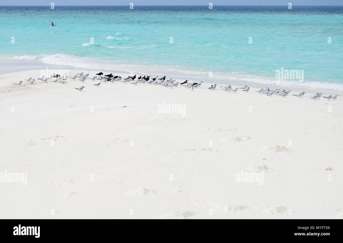 Bird flock in Maldives, black-naped tern Stock Photo - Alamy