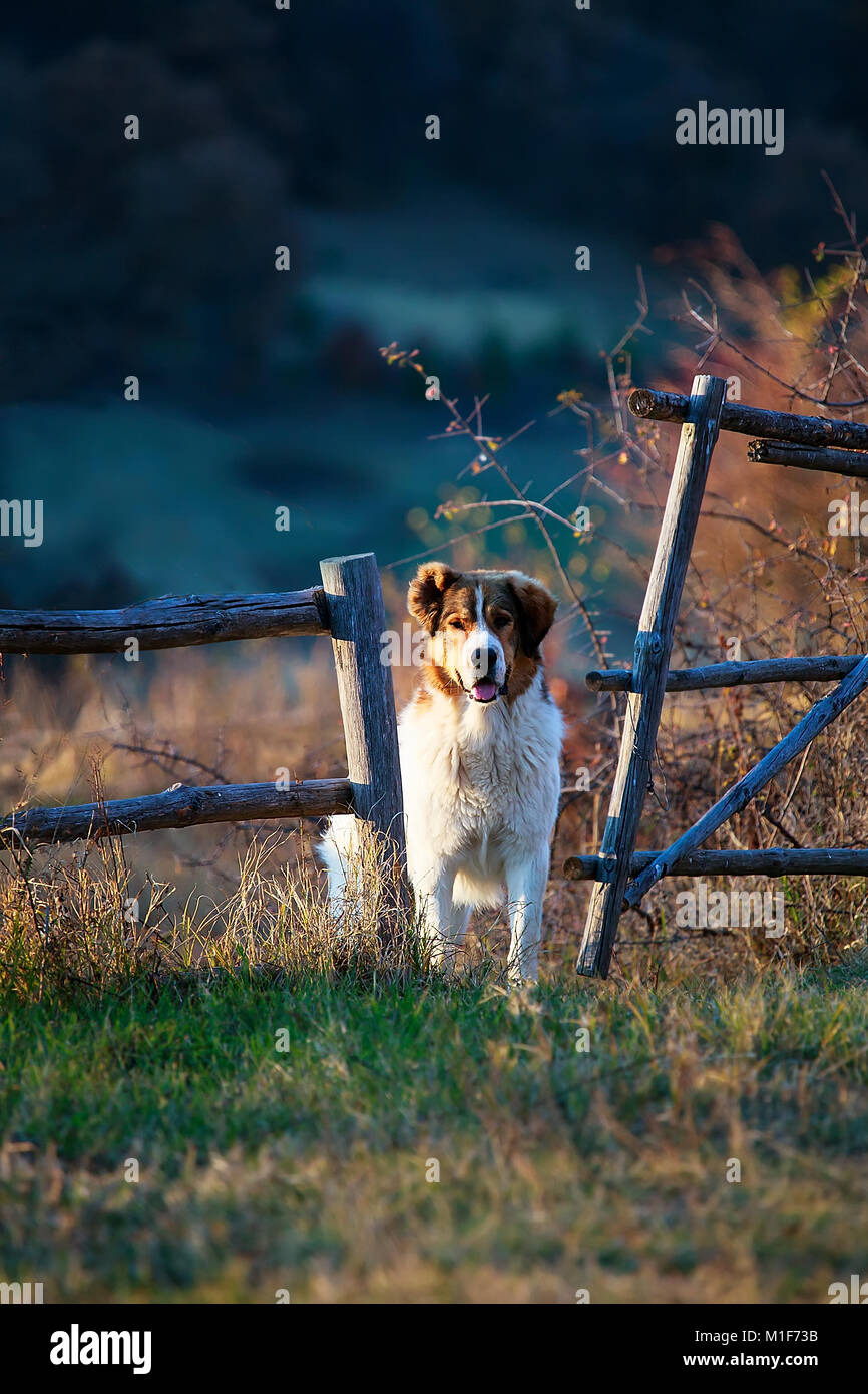Bulgarian shepherd hi-res stock photography and images - Alamy