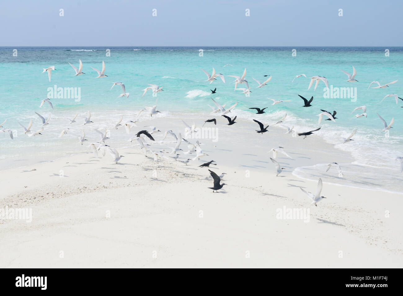Bird flock in Maldives, black-naped tern Stock Photo - Alamy