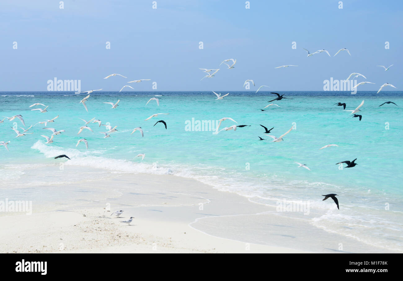 Bird flock in Maldives, black-naped tern Stock Photo - Alamy