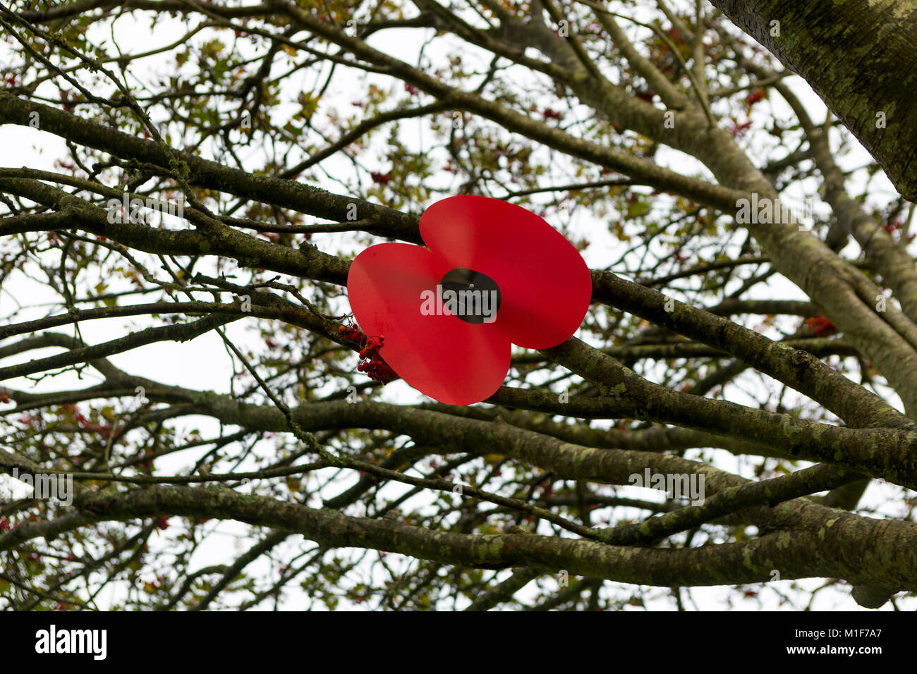 Poppy In Tree Stock Photo - Alamy