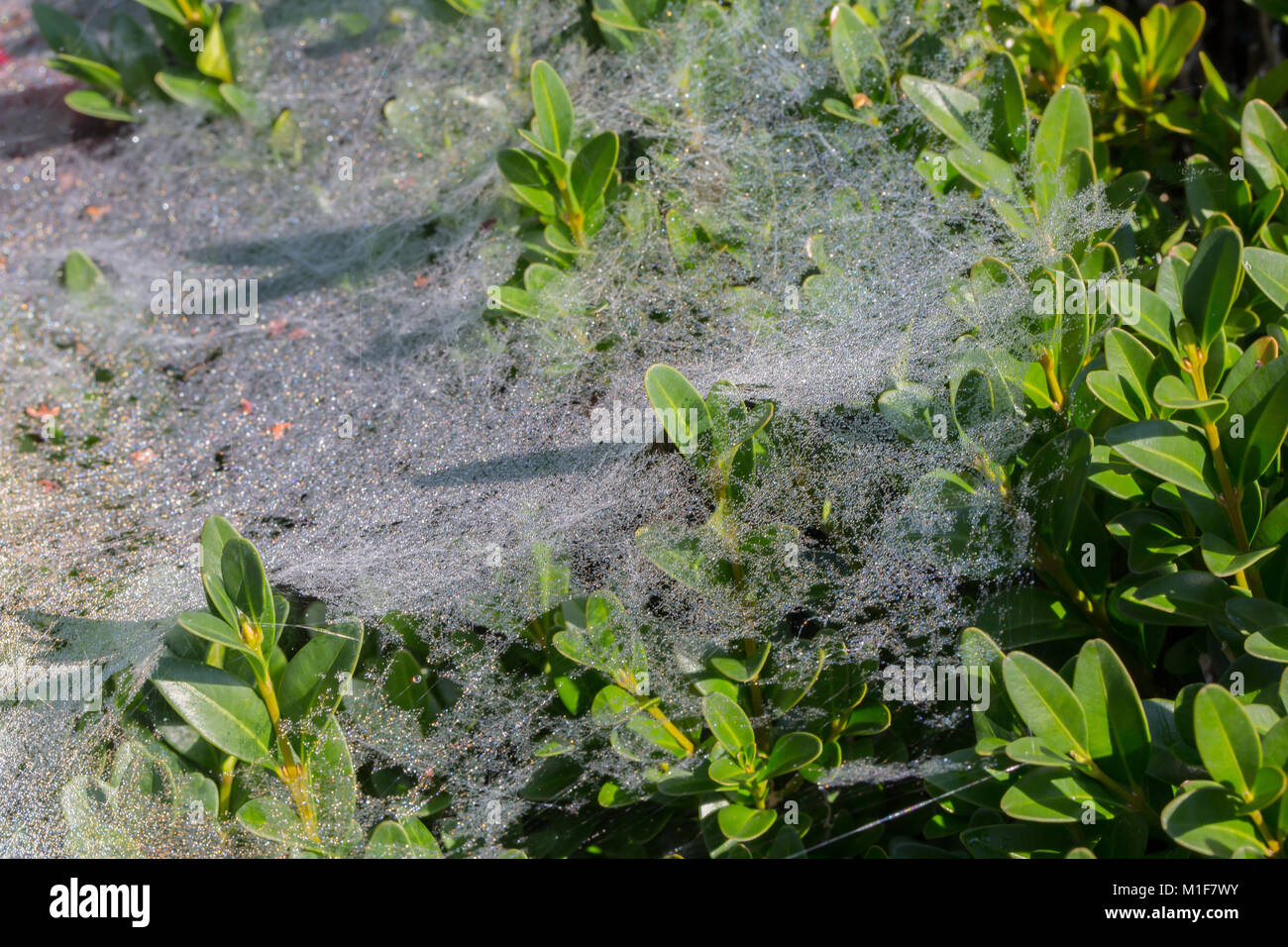 Garden thyme path hi-res stock photography and images - Alamy