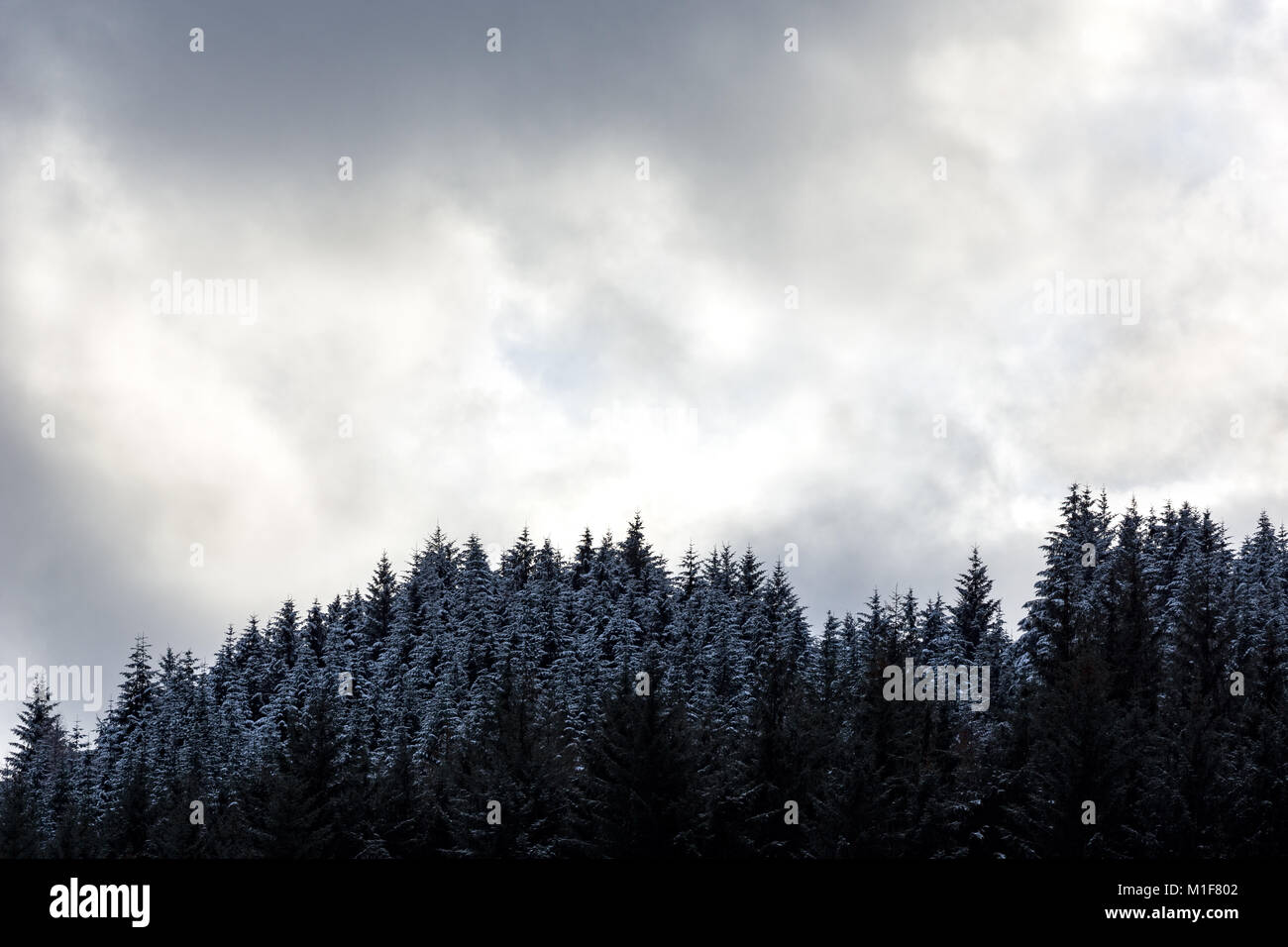 Fir trees with a fresh covering of snow in the Scottish Highlands Stock ...