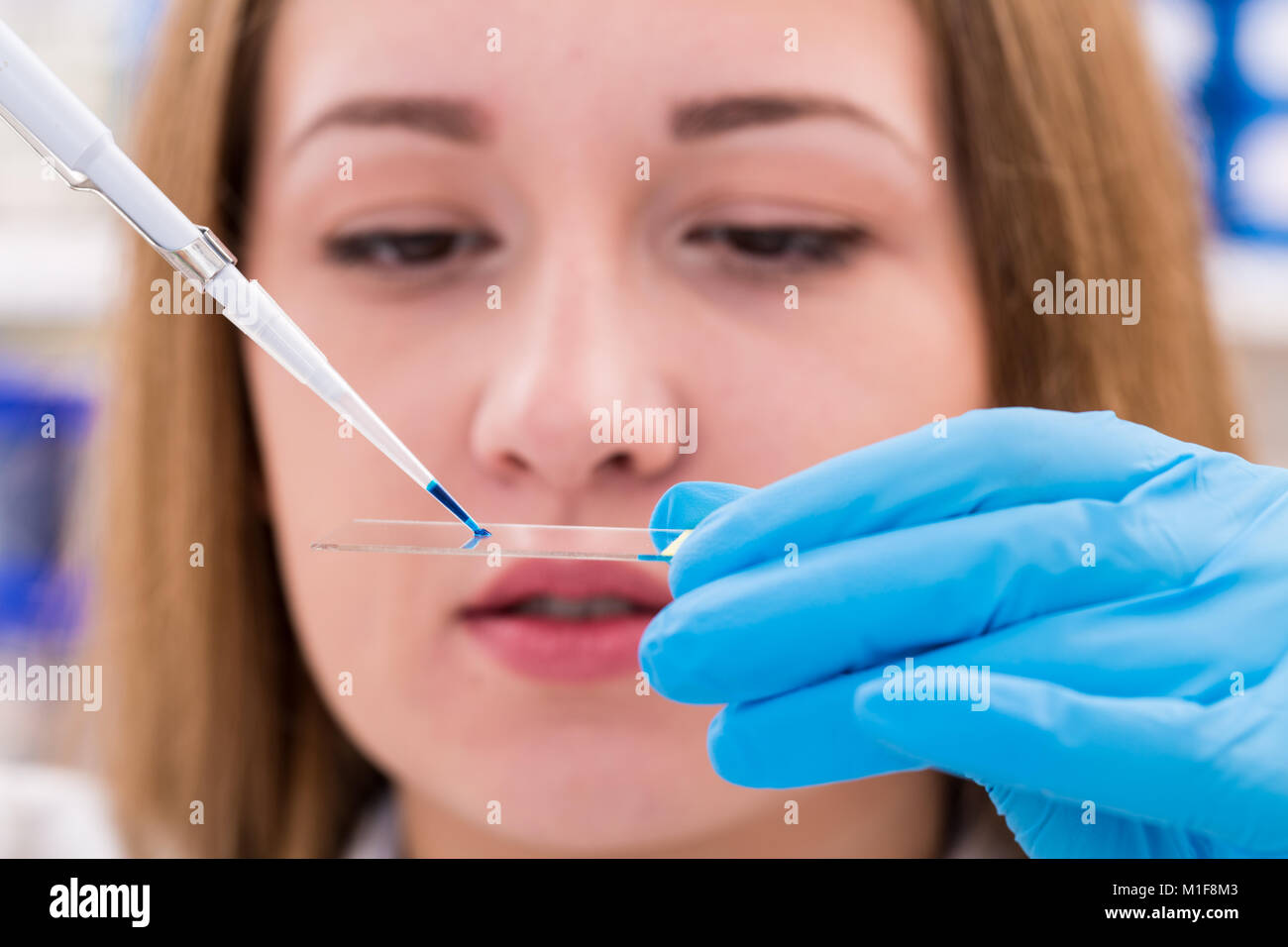 technician in the lab preparing slides Tissues for microscope Stock ...