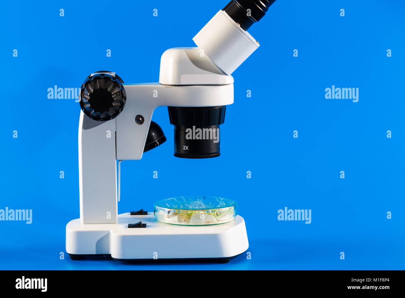 Experiments with plants in petri dish in the laboratory Stock Photo - Alamy