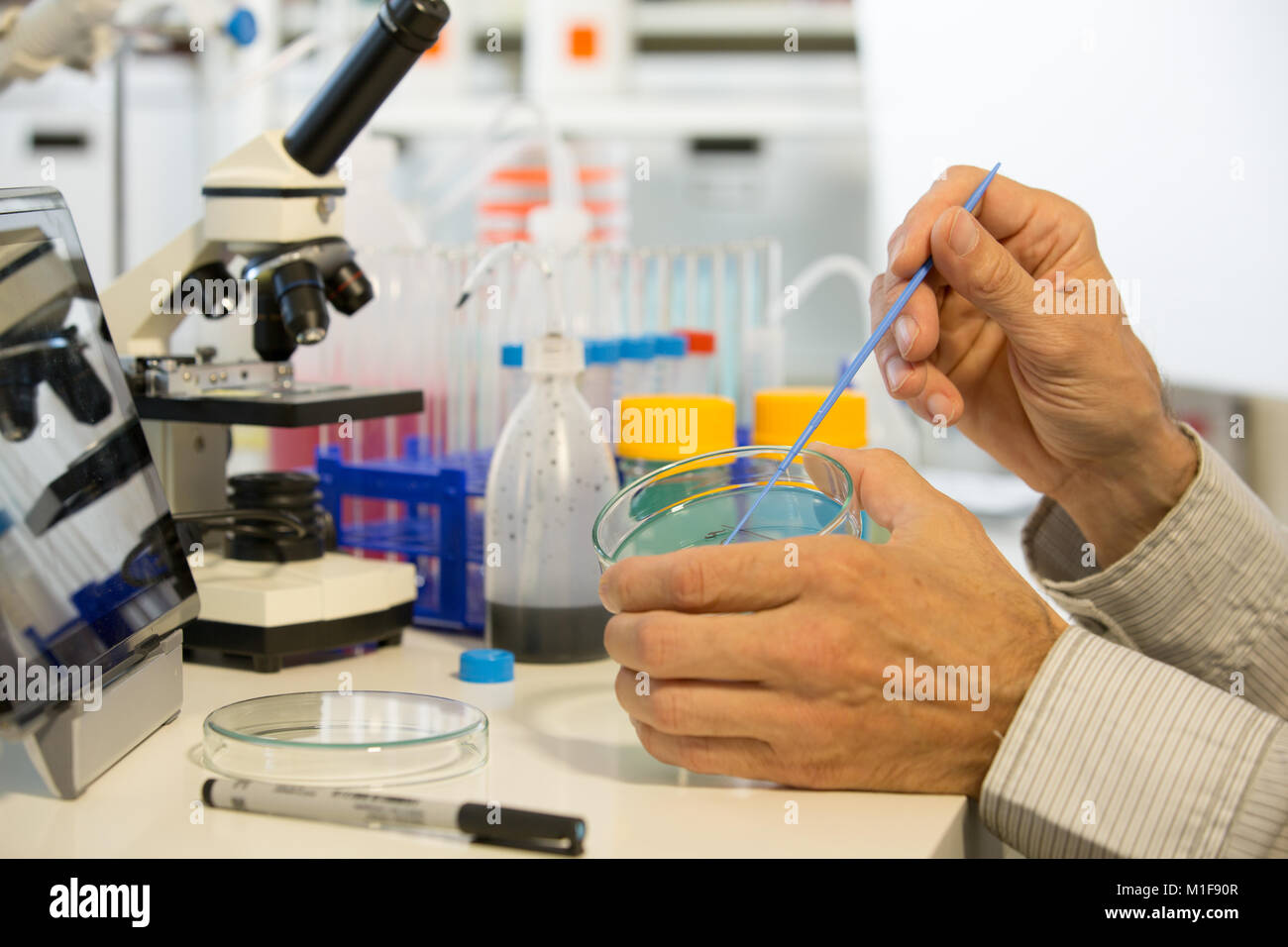 Microbiologist working in laboratory with Petri dishes and pipette ...